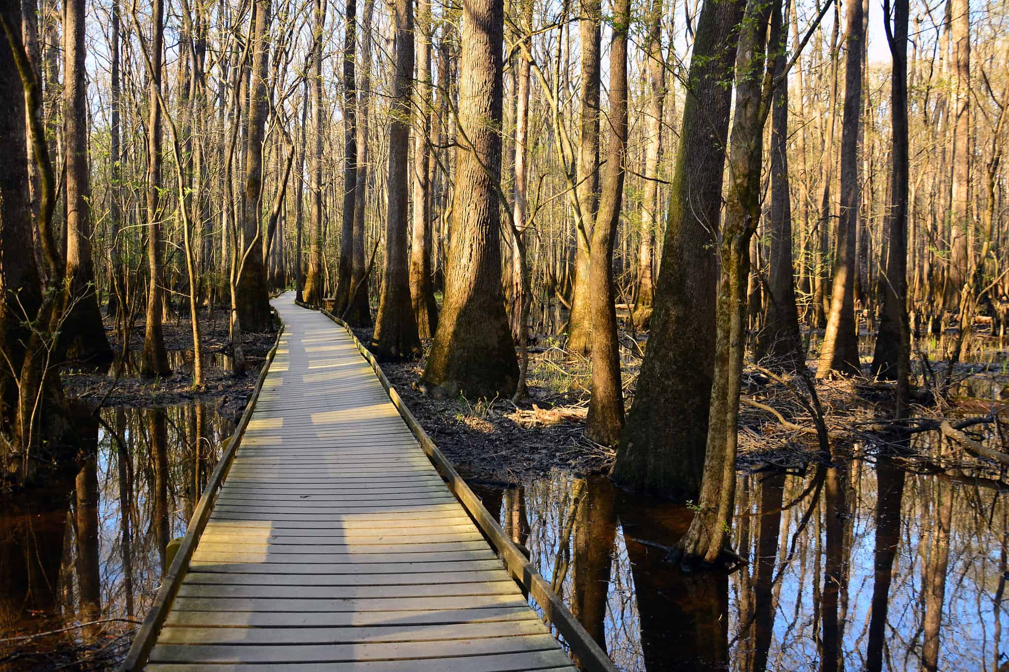 Things to Do at Congaree National Park: Camping, Hiking, Boating, and ...
