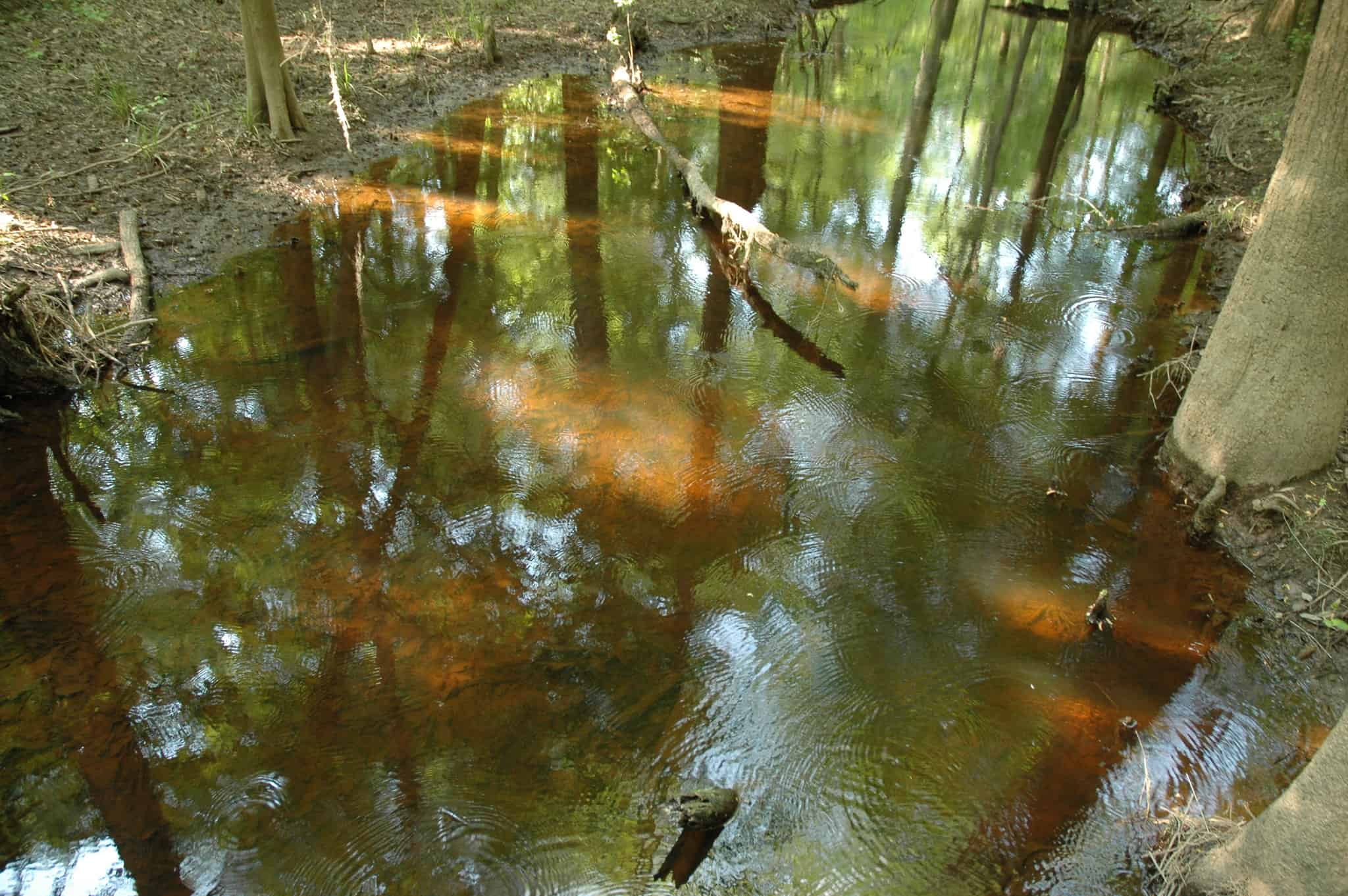 Things to Do at Congaree National Park: Camping, Hiking, Boating, and ...